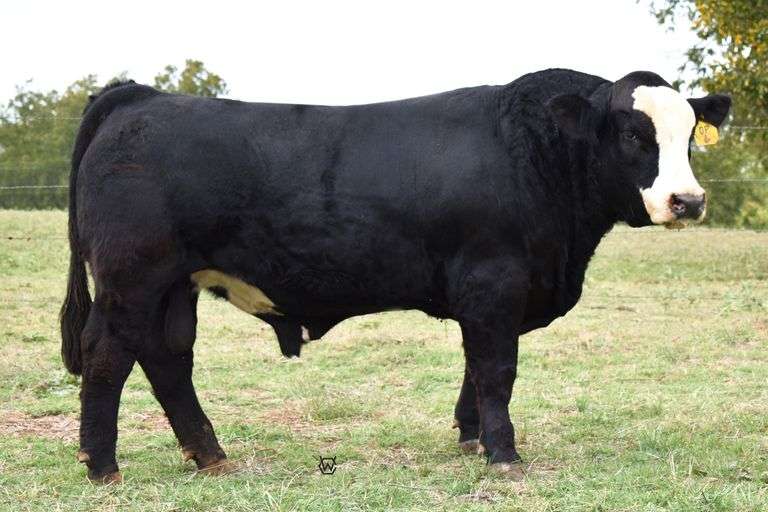 McGowan's Black Genetics - Great Plains Auction