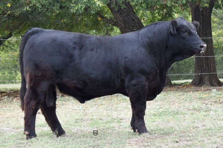 McGowan's Black Genetics - Great Plains Auction