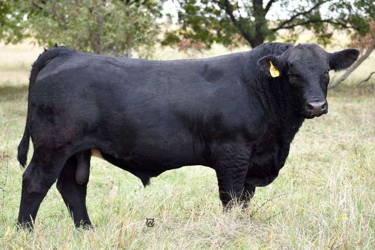 McGowan's Black Genetics - Great Plains Auction