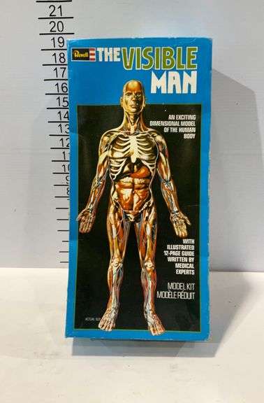 Revell The visible man model kit - Hash Auctions