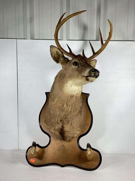 10 Point Whitetail Buck Shoulder Mount Taxidermy on Wood w/ Long Main ...