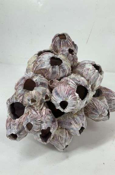 Barnacle cluster decor - Hash Auctions