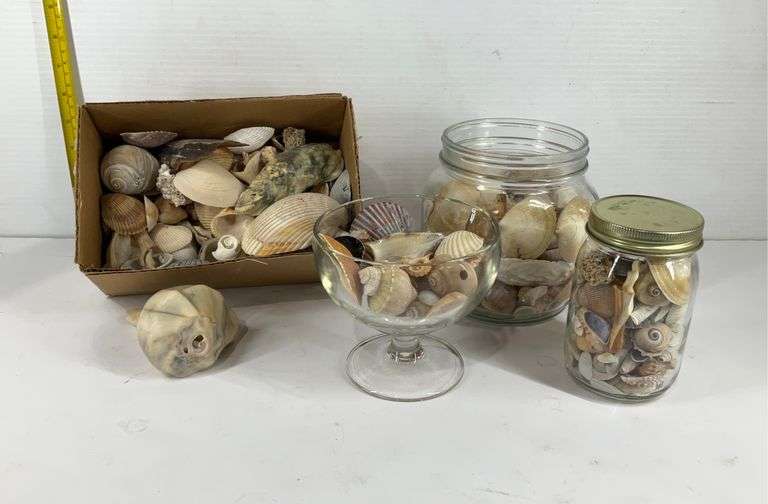 Seashell collection - Hash Auctions