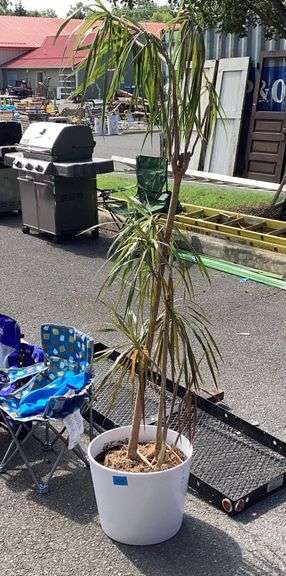 Living Potted Dragon Tree, approx. 6’ (sc: W9) - Hash Auctions