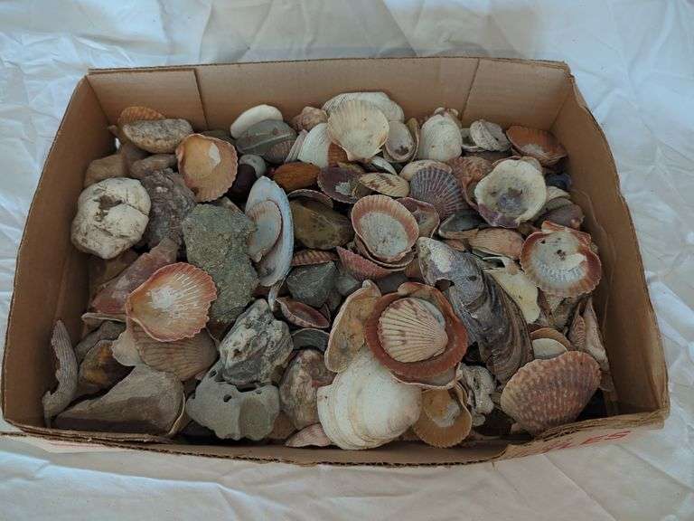 LOT OF ASST'D SEASHELLS - Isabell Auction