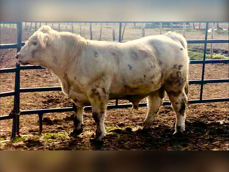 Catalog - J&J Cattle Co