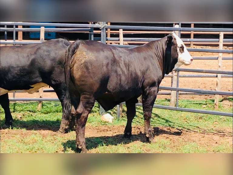 Catalog - J&J Cattle Co