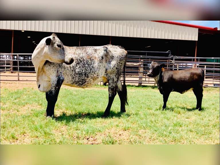 Catalog - J&J Cattle Co