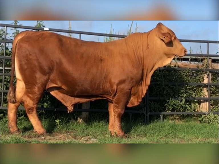 Beefmaster Lot #6285 - J&J Cattle Co