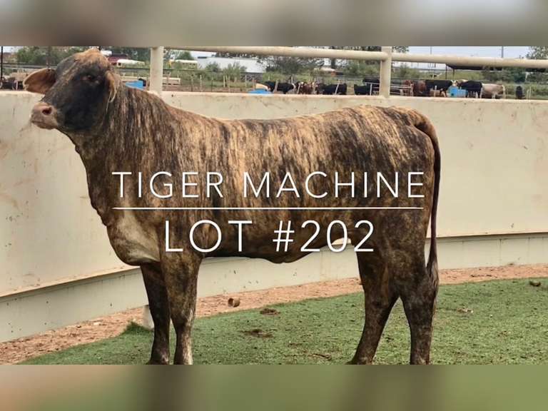 Tiger Machine - J&J Cattle Co