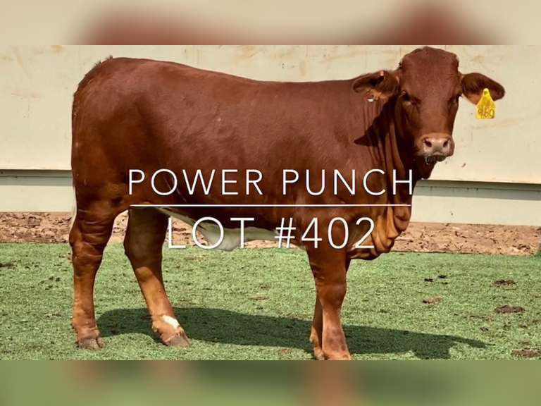 Power Punch - J&J Cattle Co