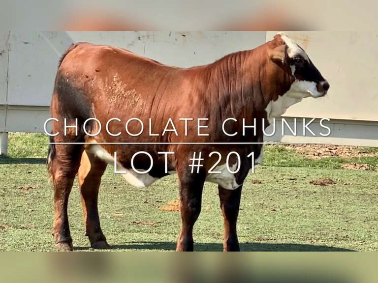 Chocolate Chunks - J&J Cattle Co