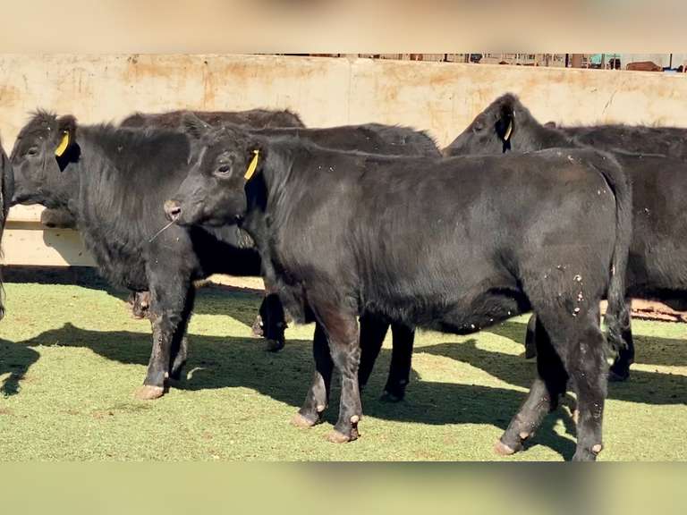 Catalog - J&J Cattle Co