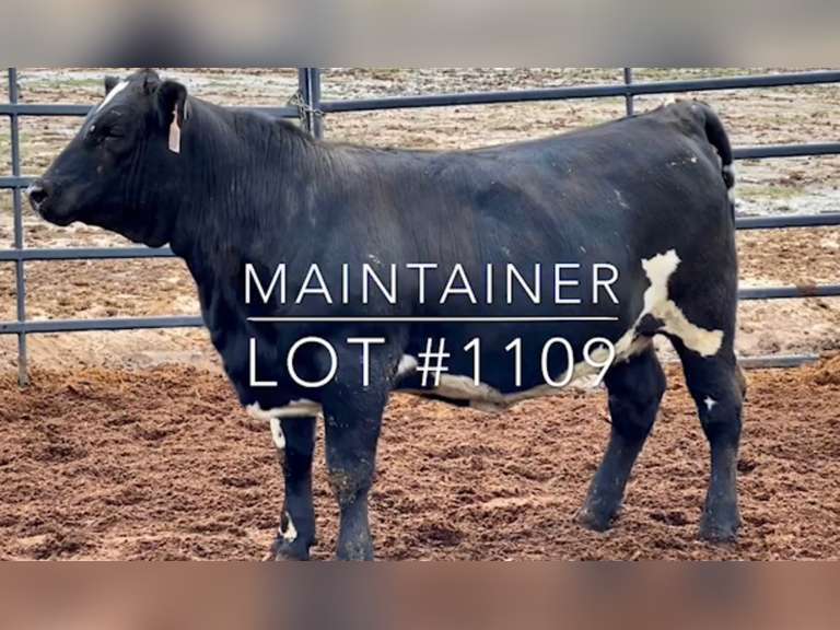 What Is A Maintainer Cow at Laura Chick blog