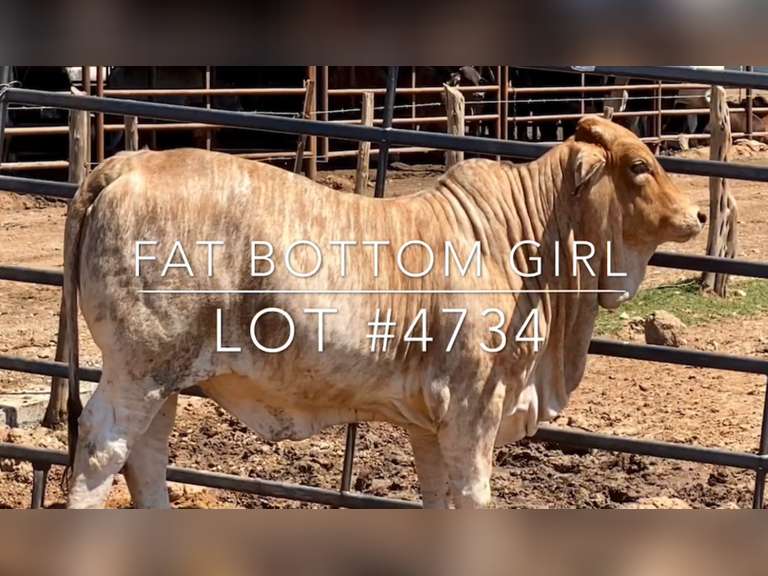 Fat Bottom Girl - J&J Cattle Co