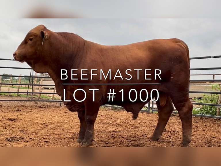 Beefmaster - J&J Cattle Co
