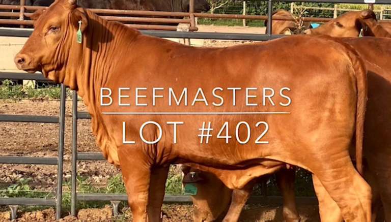 Beefmasters - J&J Cattle Co