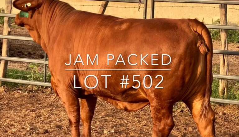 Jam Packed - J&J Cattle Co