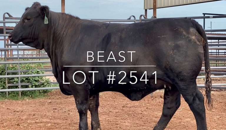Beast - J&J Cattle Co