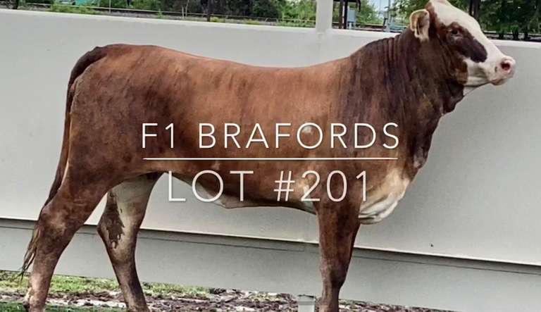 F1 Brafords - J&J Cattle Co