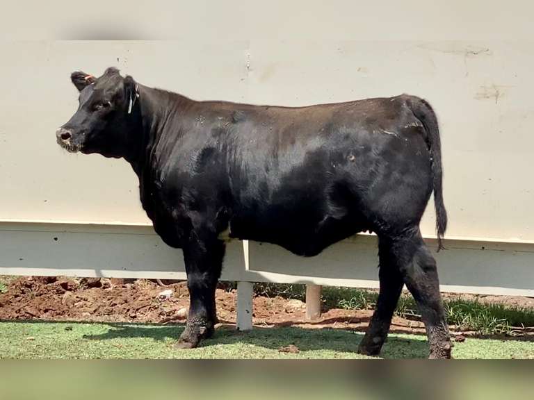 Catalog - J&J Cattle Co