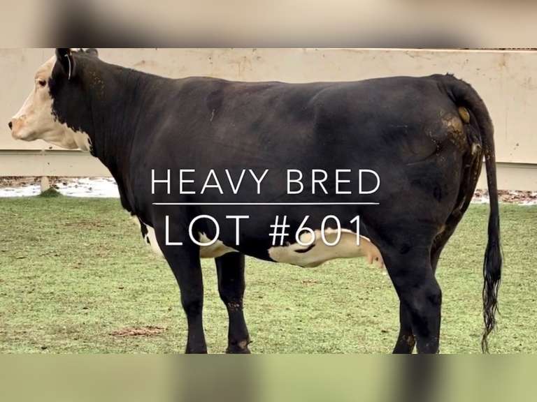 Heavy Bred - J&J Cattle Co