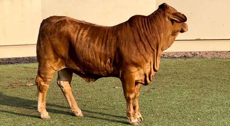 Brahman Cross - J&J Cattle Co