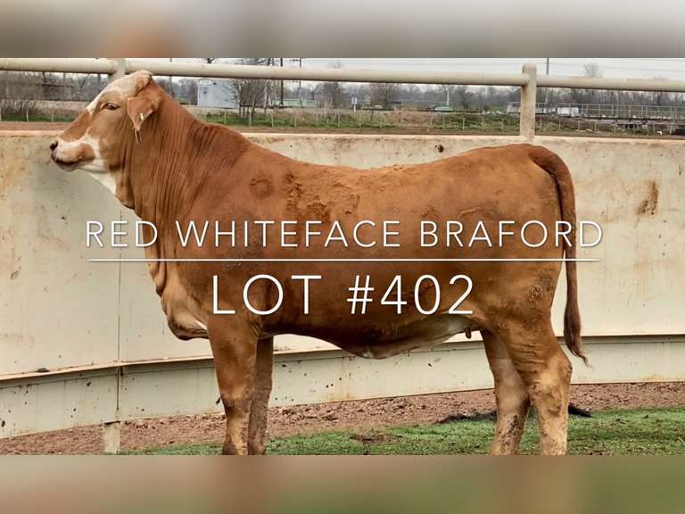 Red Whiteface Braford - J&J Cattle Co