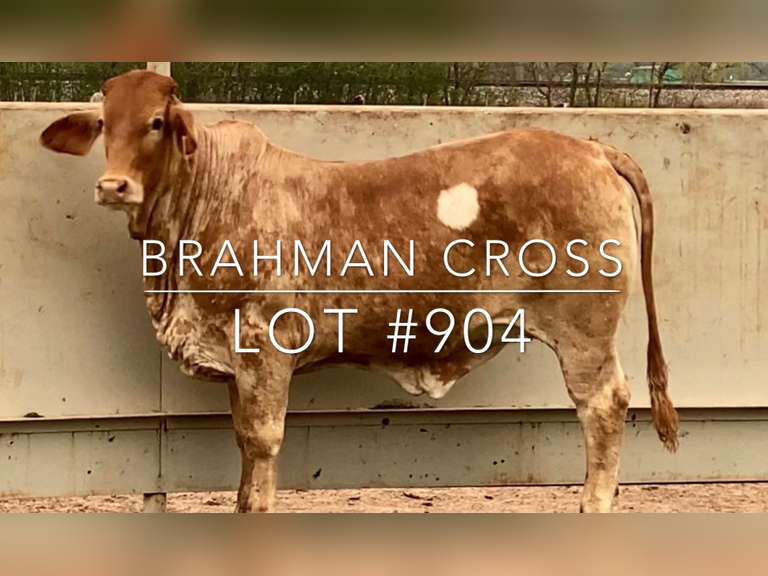 Brahman Cross - J&J Cattle Co