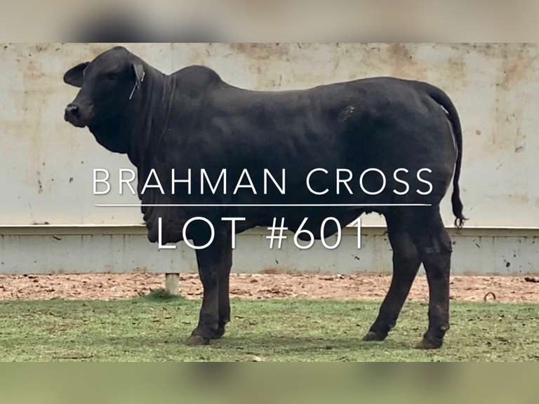Brahman Cross - J&J Cattle Co