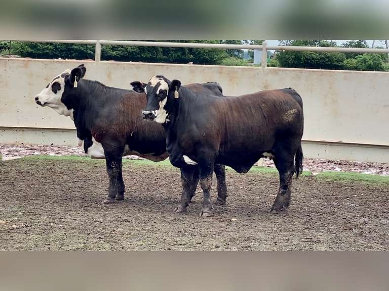 Black Motley Faces - J&J Cattle Co