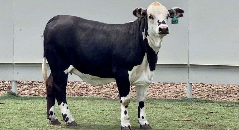 Black Whiteface Beefmaster Cross - J&J Cattle Co