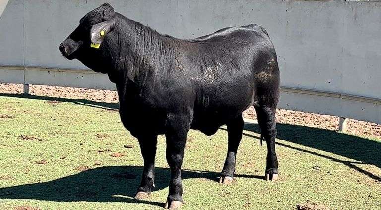 Black Beefmaster - J&J Cattle Co