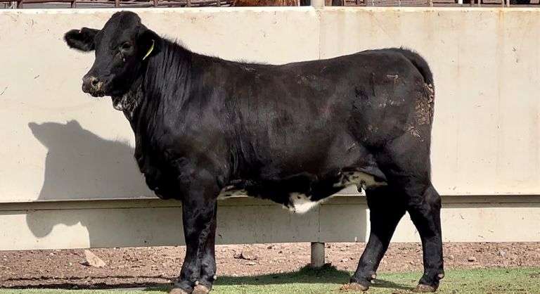 Black Beefmaster - J&J Cattle Co