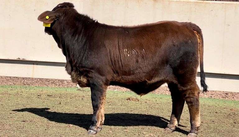 Braunvieh Brahman Cross - J&J Cattle Co