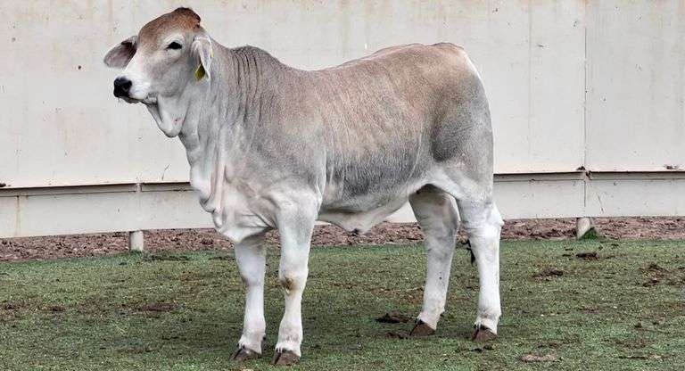 Brahman Cross - J&J Cattle Co
