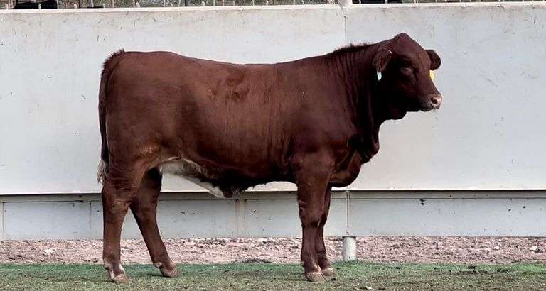 Registered Beefmaster - J&J Cattle Co