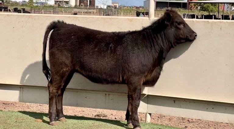 Registered Lim-Flex - J&J Cattle Co