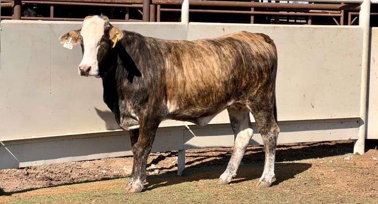Bred F1 Braford - J&J Cattle Co
