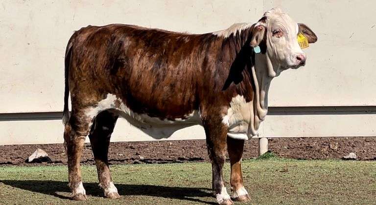 Braford - J&J Cattle Co