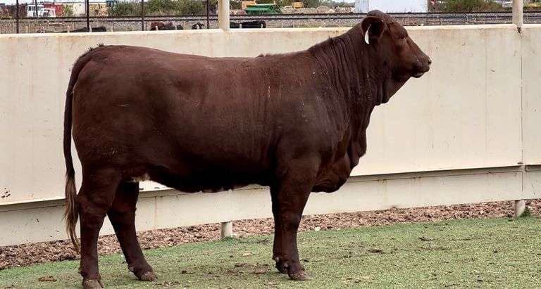 Bred Beefmaster - J&J Cattle Co