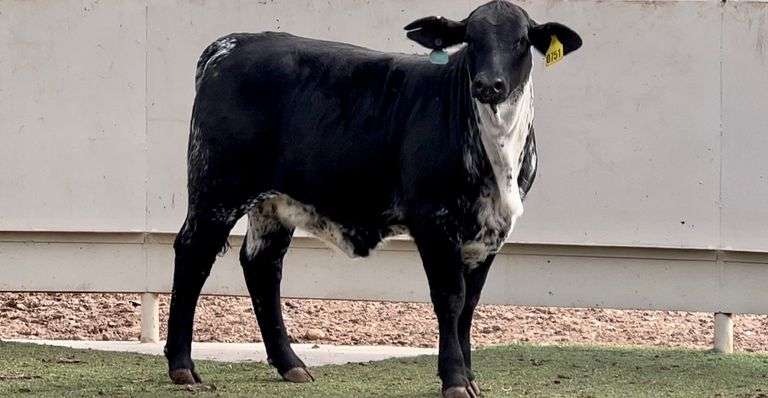 Beefmaster Cross - J&J Cattle Co