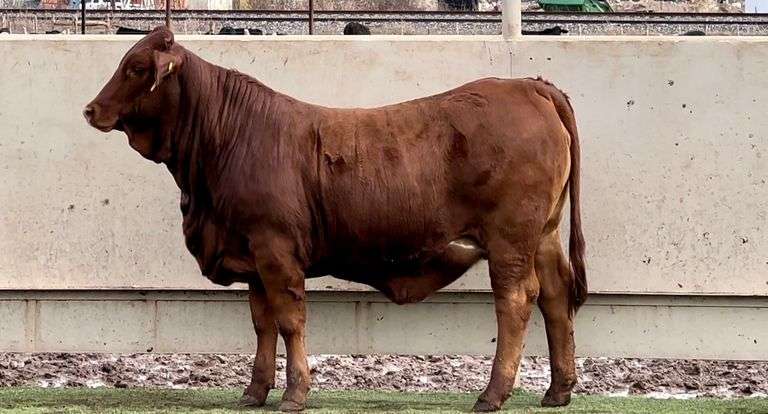 Beefmaster - J&J Cattle Co