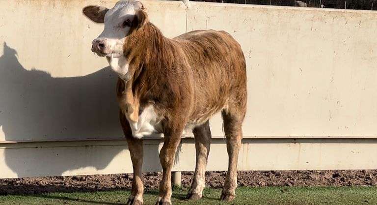 F1 Braford - J&J Cattle Co