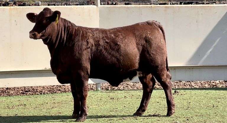 Santa Gertrudis - J&J Cattle Co