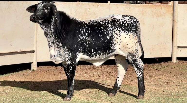 Brahman Cross - J&J Cattle Co