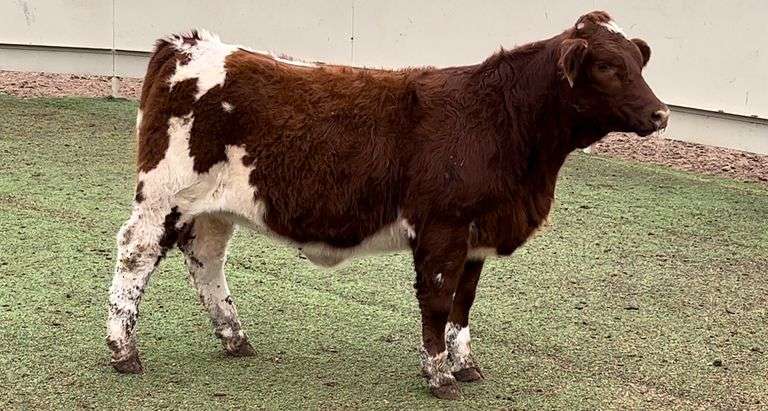 Beefmaster-Maine Anjou Cross - J&J Cattle Co