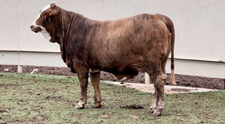 Tigerstripe Beefmaster - J&J Cattle Co