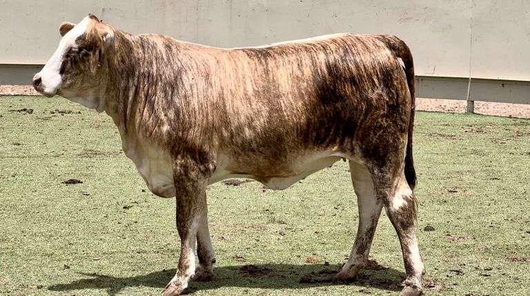 F1 Braford - J&J Cattle Co