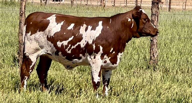 Shorthorn Cross - J&J Cattle Co